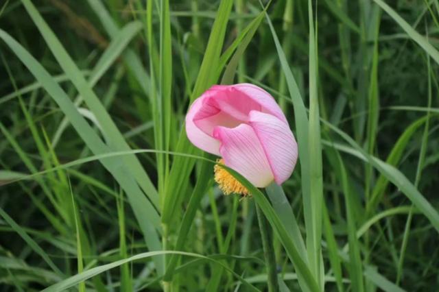10 poems to liberate the soul, pessimistic view is "self-anesthesia ...