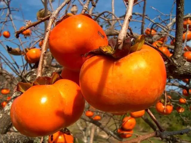 How to ripen unripe persimmons, these tricks teach you to eat ...
