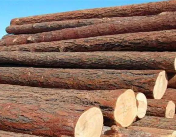 Top 5 Hardest Woods in the World - iMedia