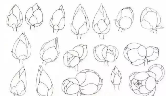 Various painting methods of lotus bud and lotus - iMedia