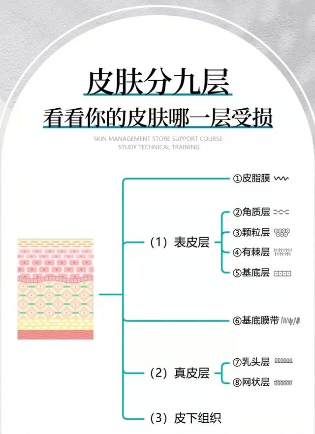 The skin is divided into nine layers, quickly see which layer of your ...