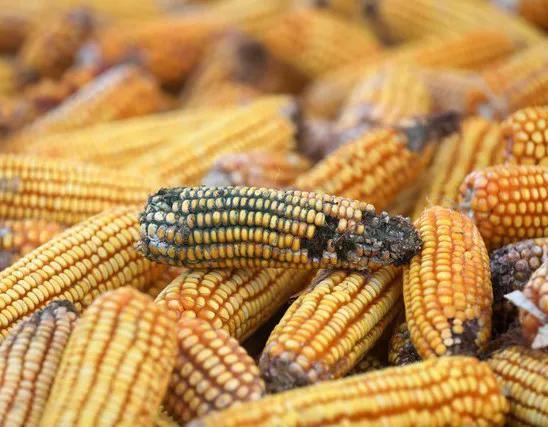 Ever heard of aflatoxin? How harmful is aflatoxin, do you know? - iMedia