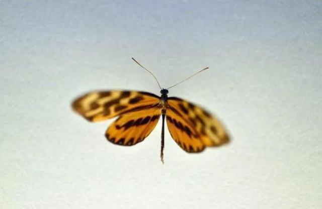 "24K Pure Gold" Butterfly Chrysalis?Collect it and sell it for money ...