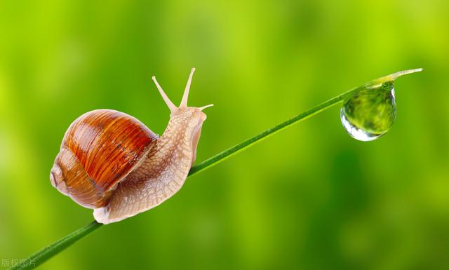 Why do snails have only one shell for a lifetime? - iMedia