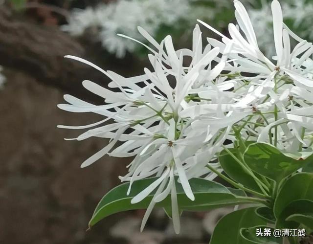 Glutinous rice flowers and jade trees face the wind like spring and ...