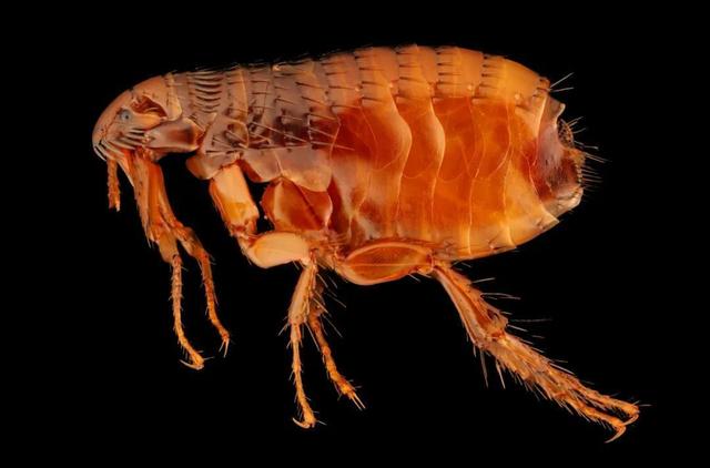 The real face of fleas - iMedia