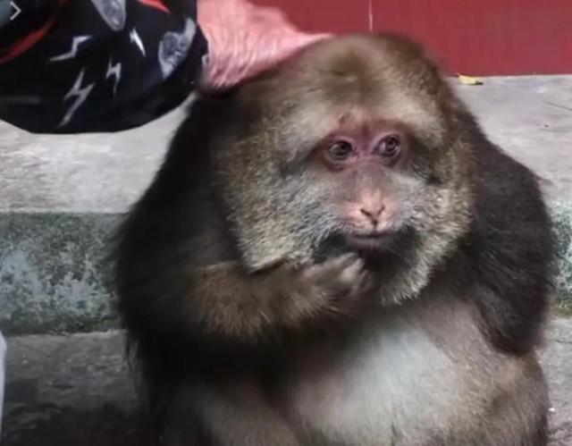 The name of the monkey adopted by the 90-year-old Shi Tai in Yanghu ...