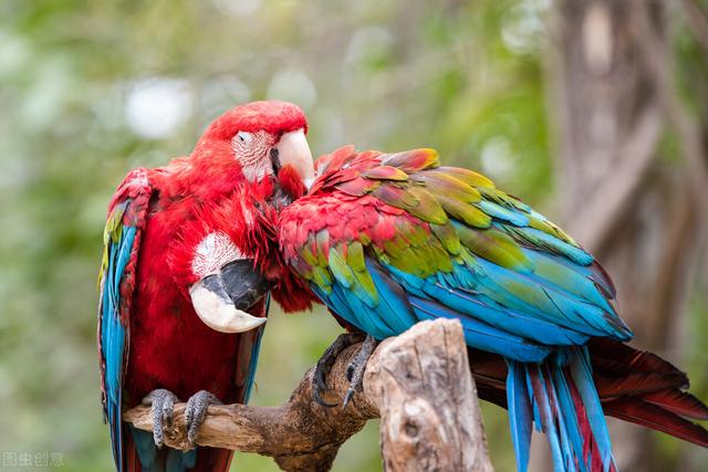 How much do you know about parrot bivirus pBFd and AP∨ detection? - iMedia