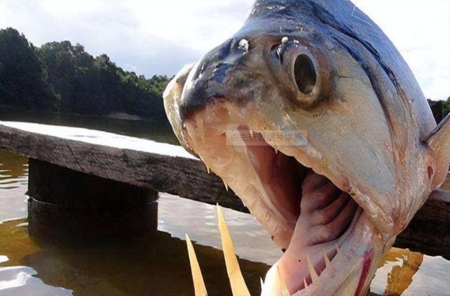 8 people were bitten by piranhas and sent to the hospital. Can the ...