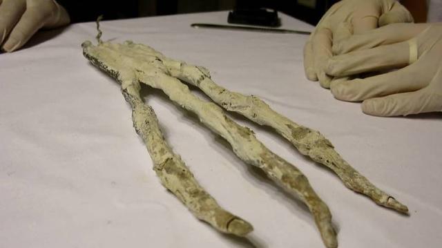 A huge three-fingered mysterious hand bone scientist was discovered in ...