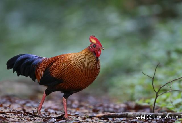The Legend of the National Bird of the World: Sri Lanka (SRI LANKA ...