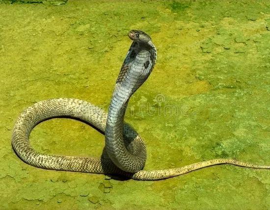 80,000 people are bitten to death by snakes every year, and more than 2 ...