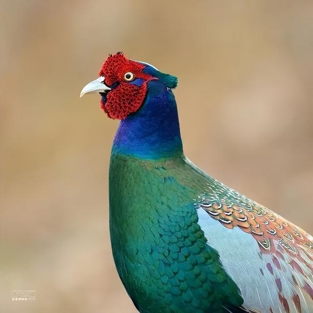Do you know the national birds of Japan and Iceland? I will show you ...