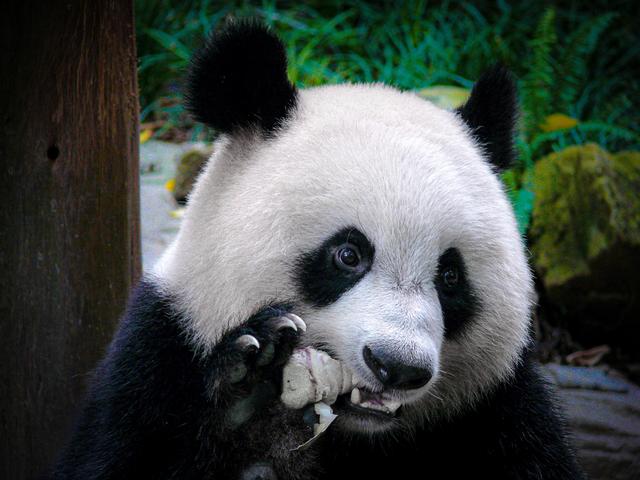 Panda "Hua Hua" has countless fans! Quick poke for those who don't know ...
