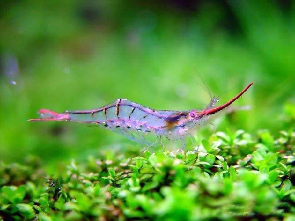 Crystal clear ornamental shrimp - iMedia