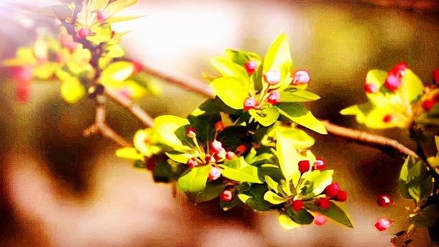 Common allusions in Chinese studies: Dreams create flowers, golden ...