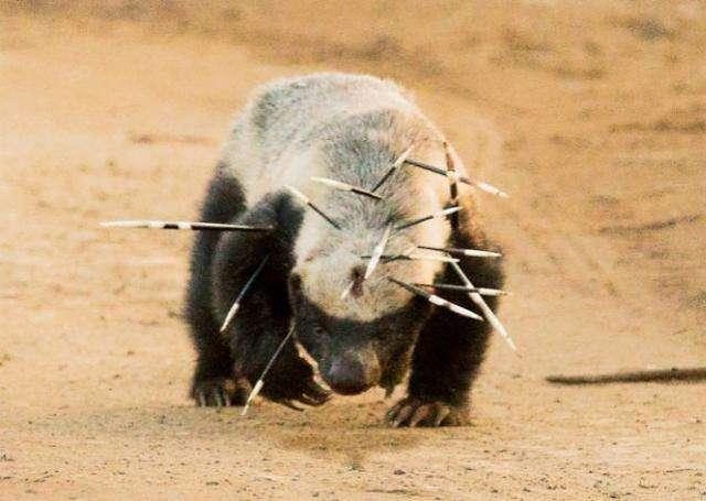 Hungry honey badger hunts poisonous snakes, swallows scorpions, even ...