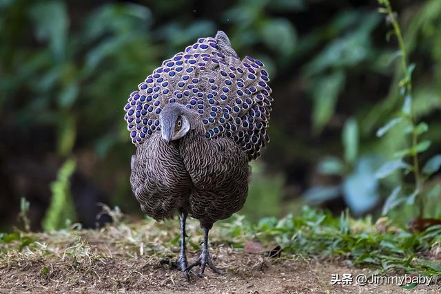 The Legend of the National Bird of the World: Burma (BURMA) Grey ...