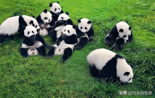 Self-driving tour in the name of pandas in the secret places of Sichuan ...
