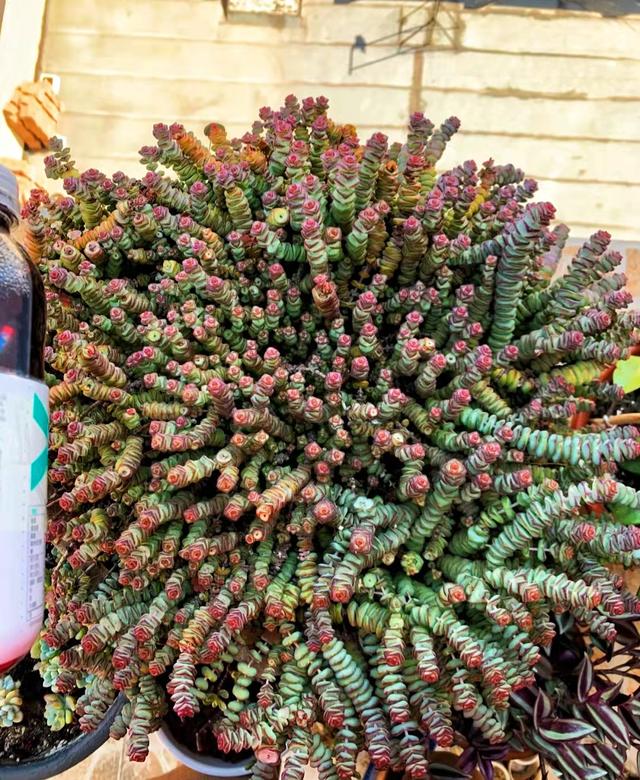 Coordinated in Dalian, 8 years of succulent in the pit, sharing 9 crazy ...