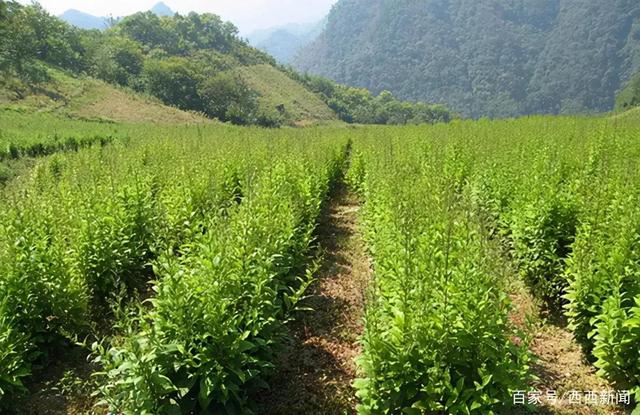 Bear Core: The Dream of Miaoba People - iMedia