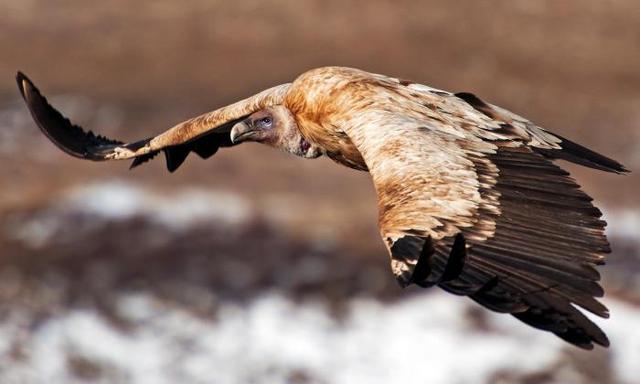 Animal world: what are the types of raptors and what are their ...