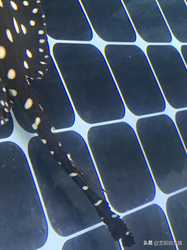 Stingray tail spines are particularly dangerous, aquarists should pay ...