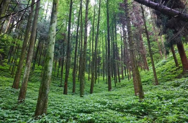 "Swan Forest Farm" walks into the foggy forest and feels the ...