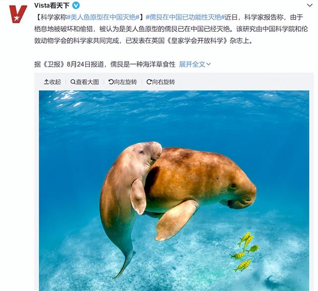 Mermaid Prototype Extinct In China With Manatee-Like Appearance And A ...