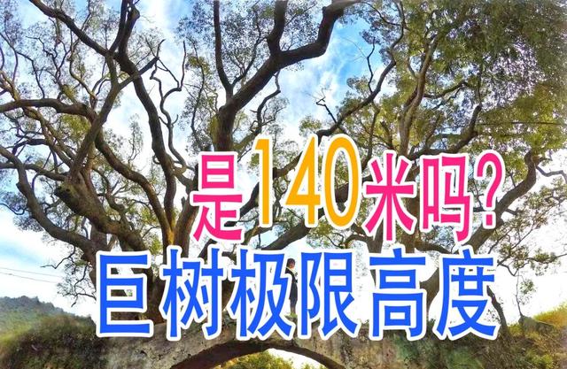 How tall can giant trees grow?Depending on how high the water can be ...
