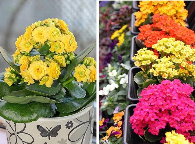 How to grow longevity flowers - iMedia