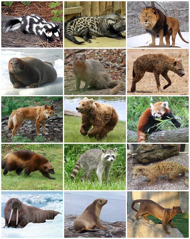 Polygamy is very common in the animal kingdom. Why are humans ...