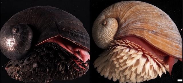 Volcanic snail in deep volcanic fissure on the sea floor - iMedia