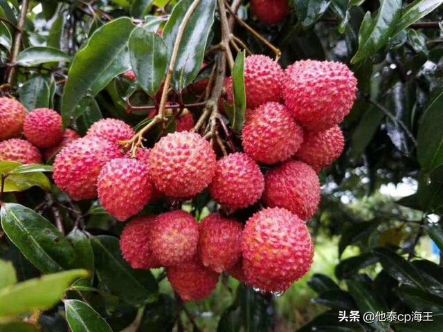 How to make delicious lychees?How to store lychees - iMedia