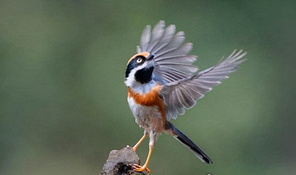 The most evil animal in the world-zombie bird - iNEWS