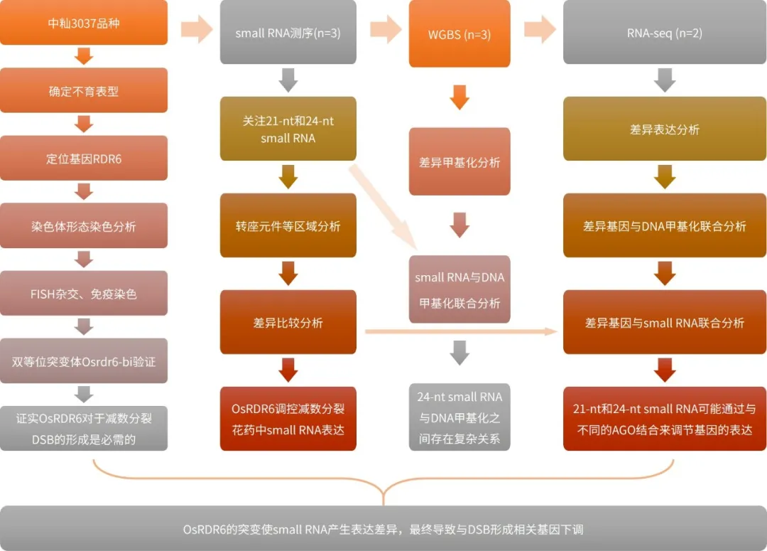 项目文章 | PC：水稻 RDR6 在减数分裂DNA双链断裂形成中的作用机制-欧易生物