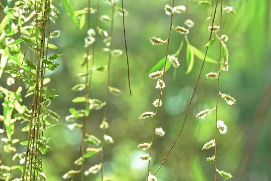 It's the catkin flying season again, 11 most beautiful catkin poems ...