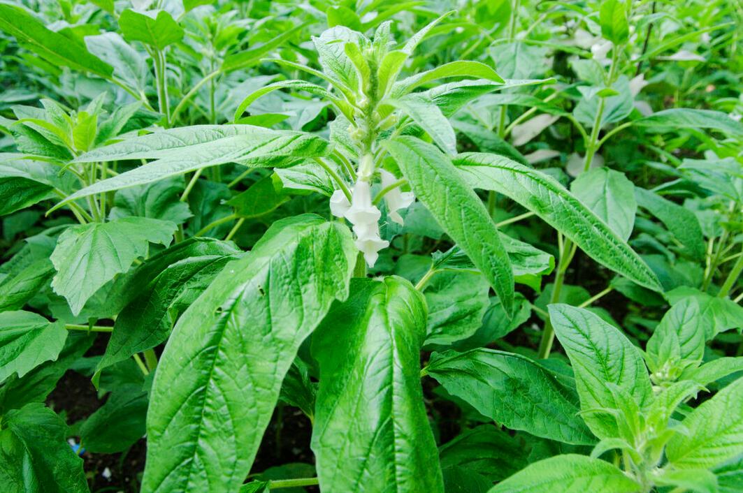 "Knead the sesame leaves three times without changing the meat"!It's a ...