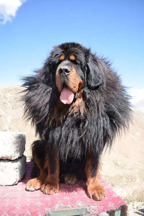 Tibetan Mastiff and Kangao Dog, two large beasts, who can win the ...