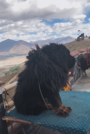 Tibetan Mastiff and Kangao Dog, two large beasts, who can win the ...