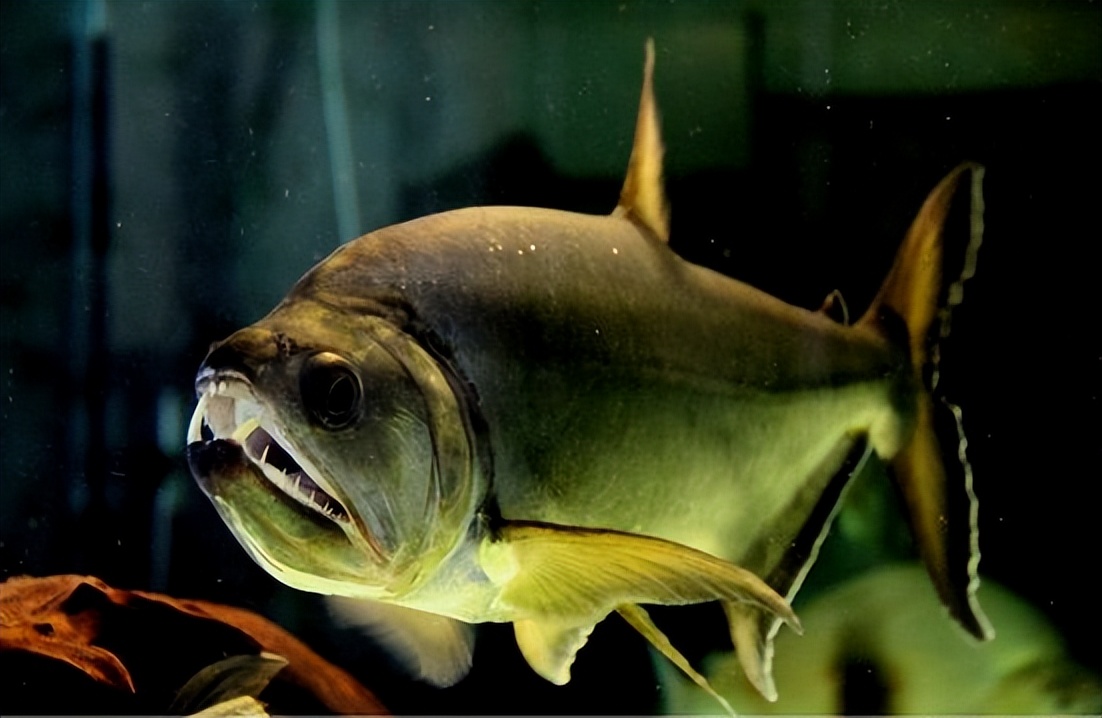 Is it good to keep only one fish in a fish tank? Is there any ...