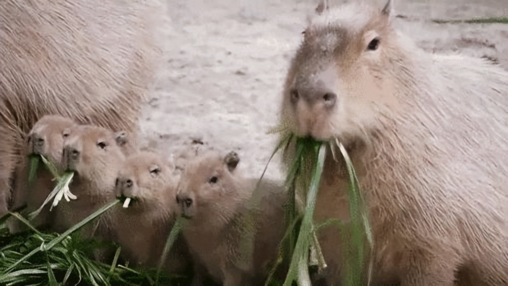 If you have a capybara physique, you won't lose weight as hard as ...