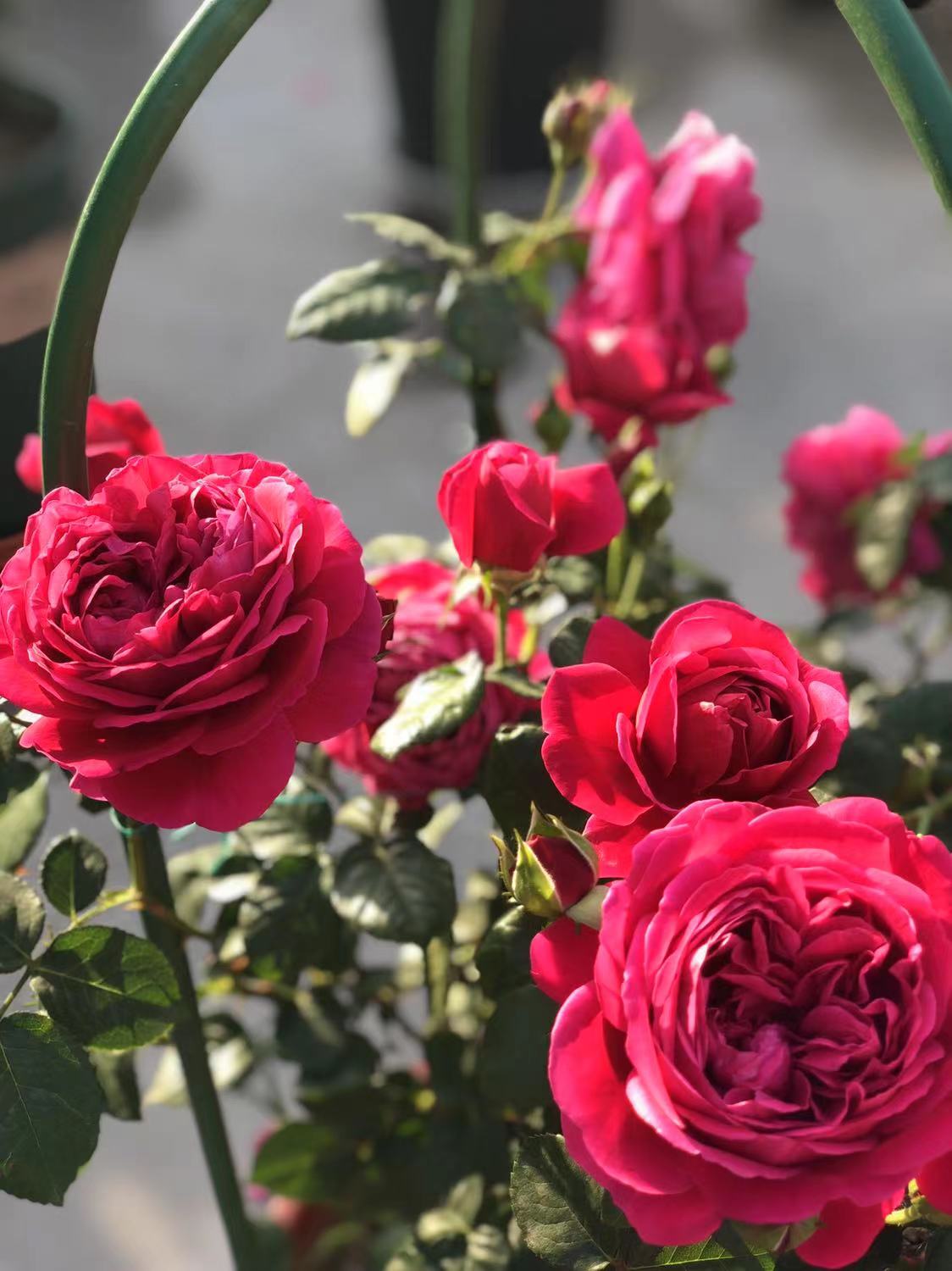 Gorgeous flowers, red wine fragrance, adaptability, strong disease ...