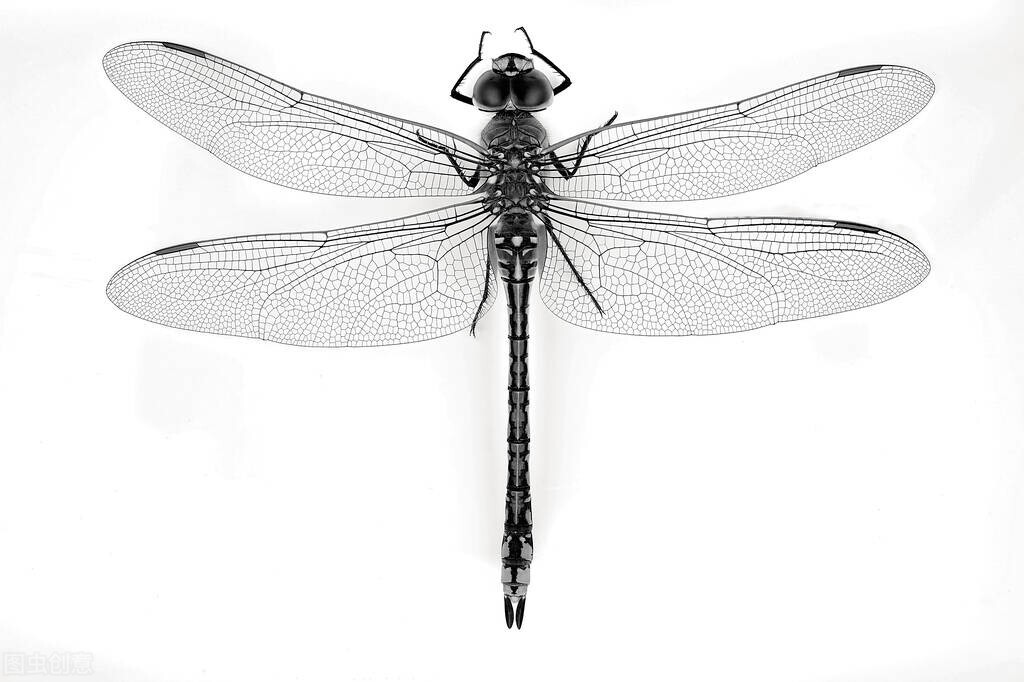 Water Hyde: Ferocious Predator, Alien Prototype, Dragonfly Larvae - iNEWS