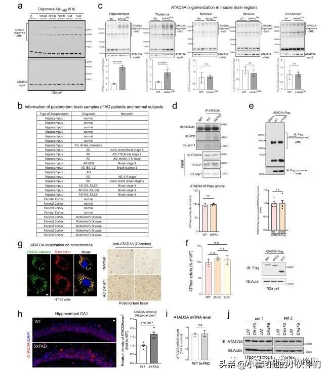 New breakthrough!ATAD3A - a new therapeutic target for Alzheimer's ...