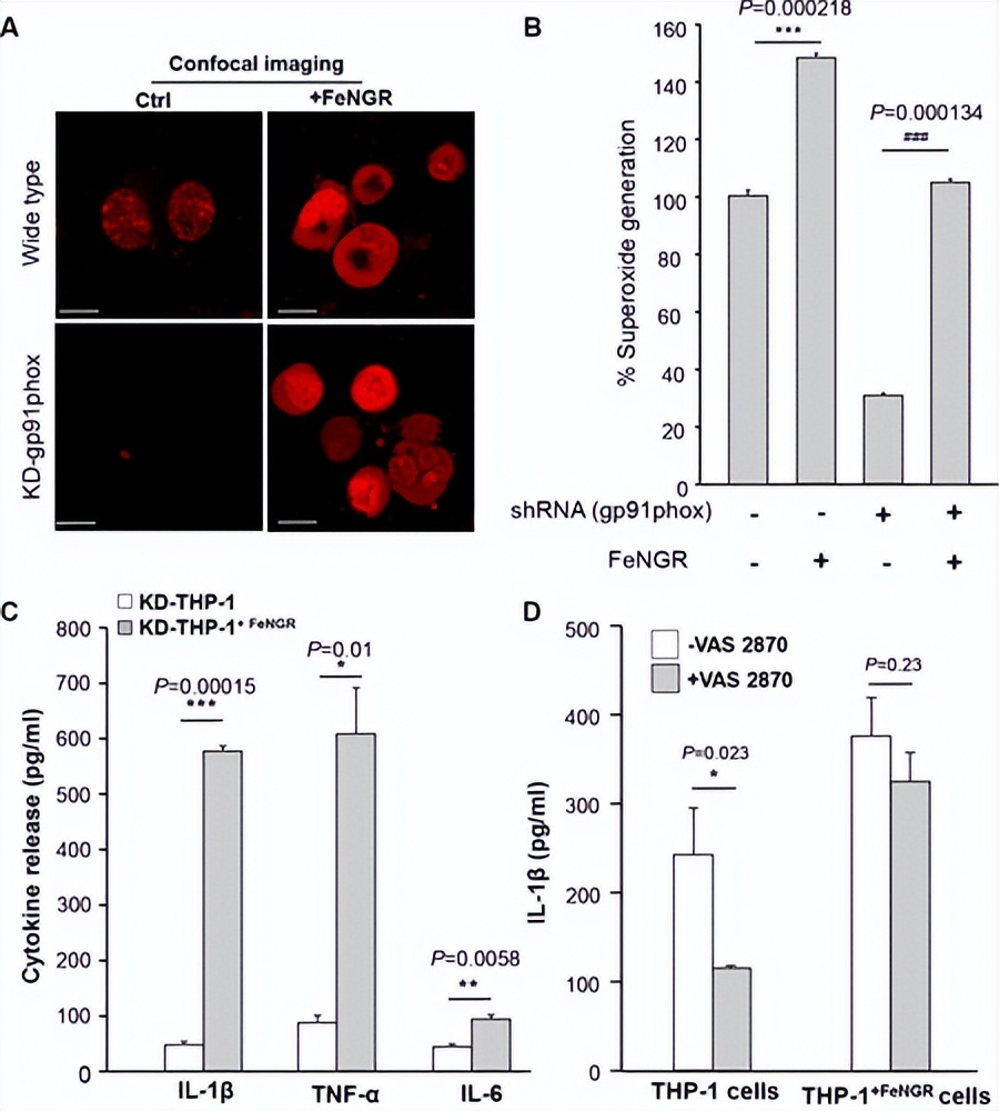 Li Ruibin's group discovered a new type of nanozyme - iNEWS