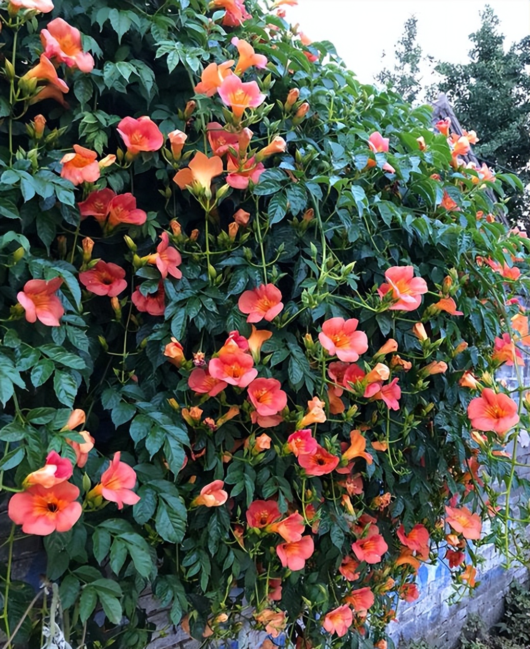 5 kinds of "rogue flowers", one plant will flood, the flowers are ...