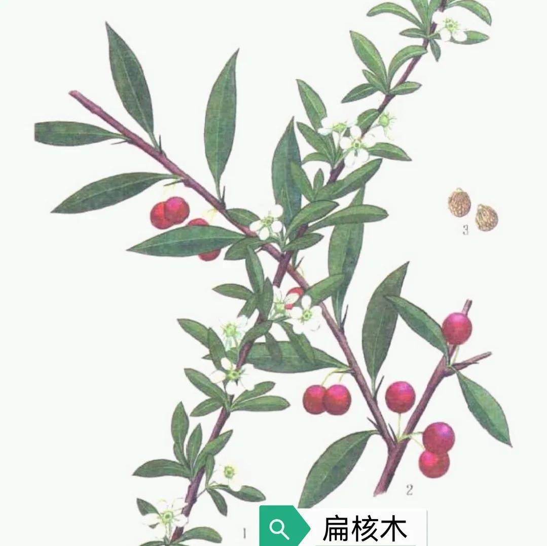 Research on ancient and modern Chinese medicine: Rui Ren - iNEWS