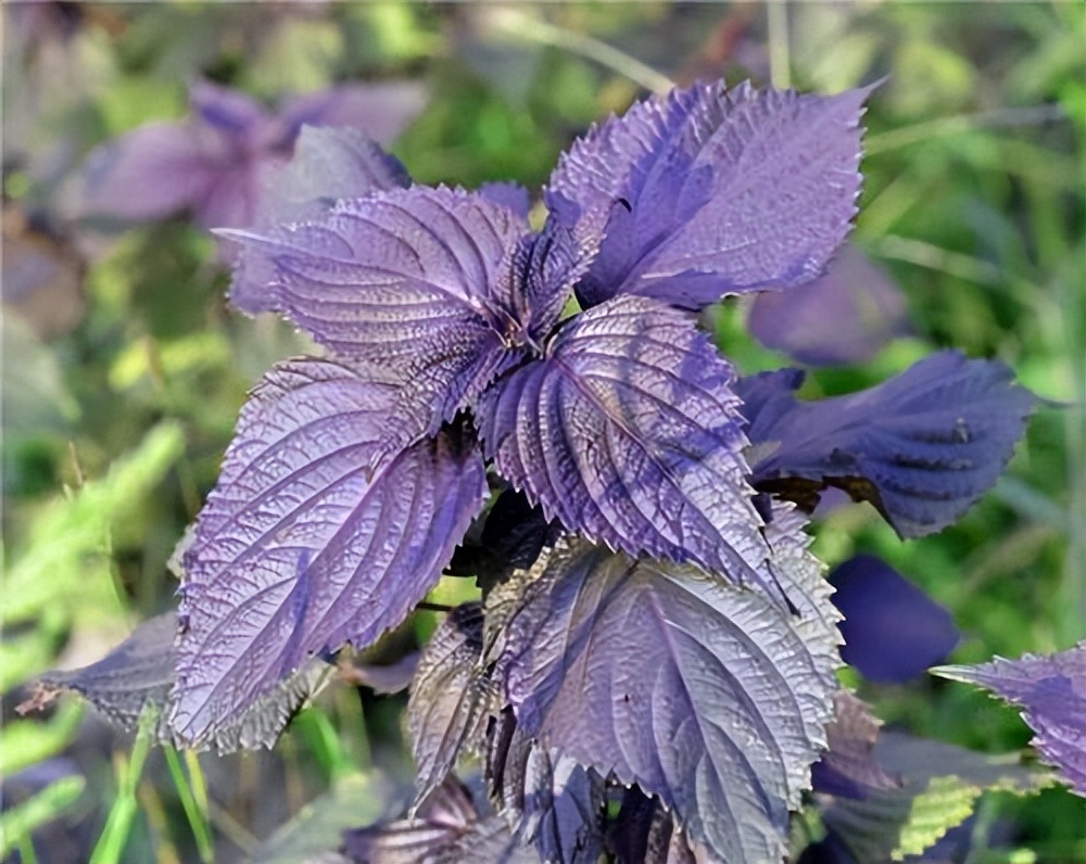 Chronic respiratory disease, teach you 5 tricks to resolve phlegm and ...