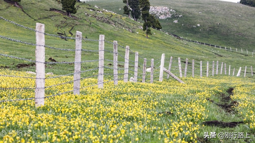 The Kalajun prairie in summer is an extremely romantic summer resort ...